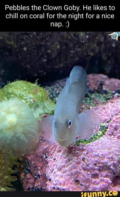 Goby memes. Best Collection of funny Goby pictures on iFunny