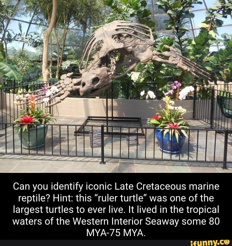 Can you identify iconic Late Cretaceous marine reptile? Hint: this ...