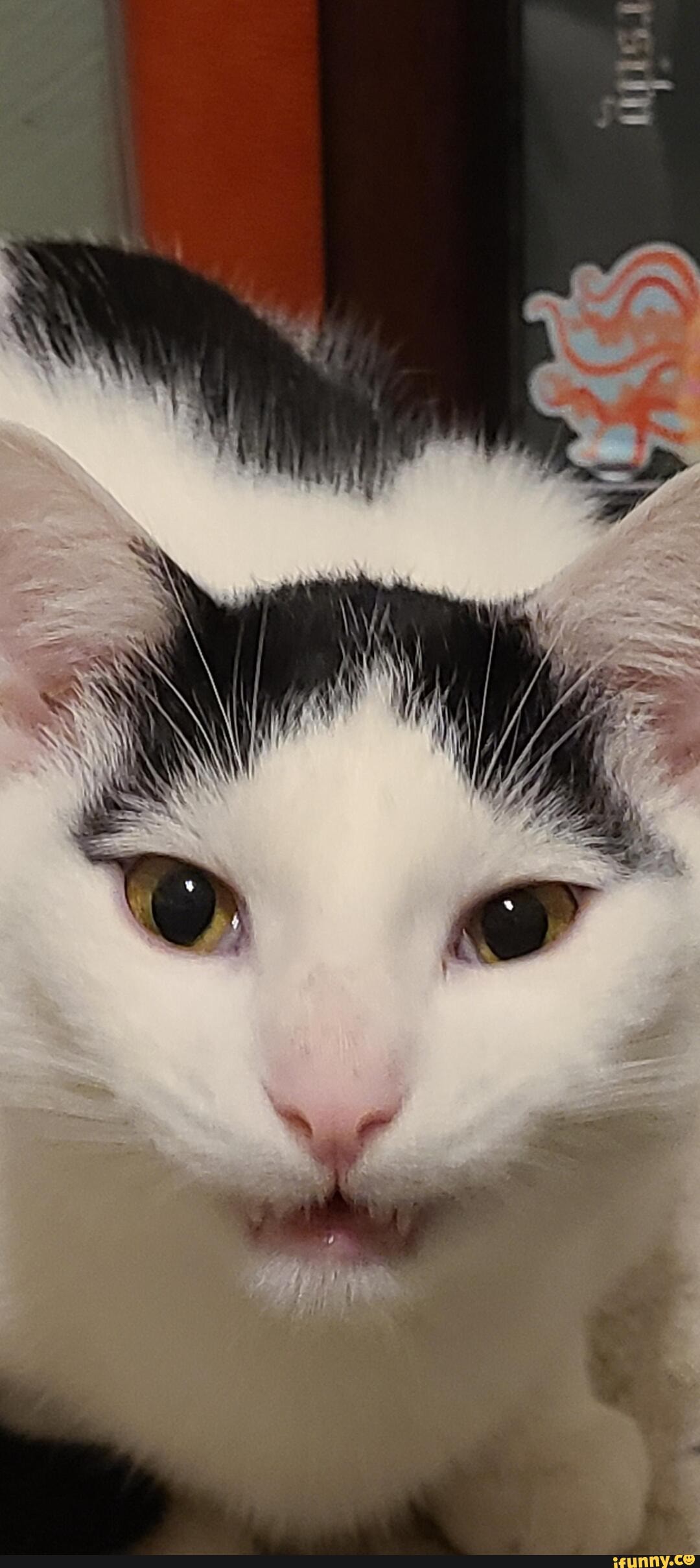 Pets_of_imgur memes. Best Collection of funny Pets_of_imgur pictures on ...