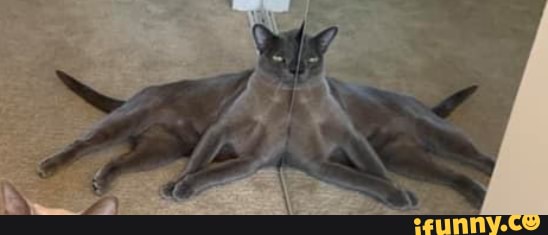 Octocat memes. Best Collection of funny Octocat pictures on iFunny