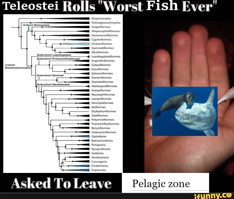 Taxonomy memes. Best Collection of funny Taxonomy pictures on iFunny