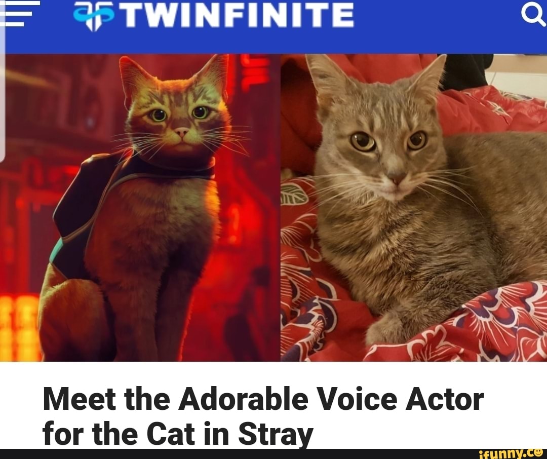 TWINFINITE Meet the Adorable Voice Actor for the Cat in Stra - iFunny