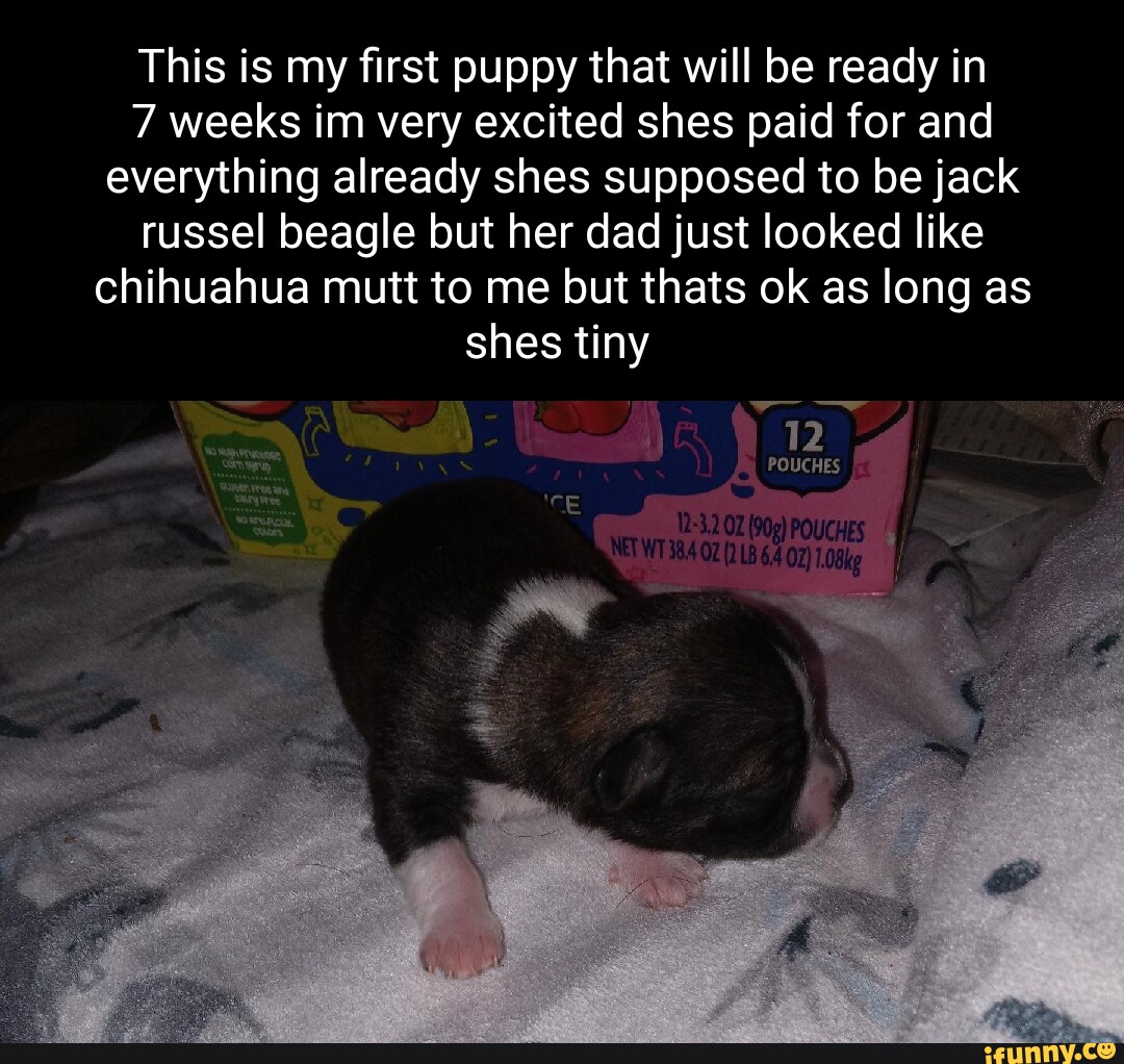 This is my first puppy that will be ready in 7 weeks im very excited ...