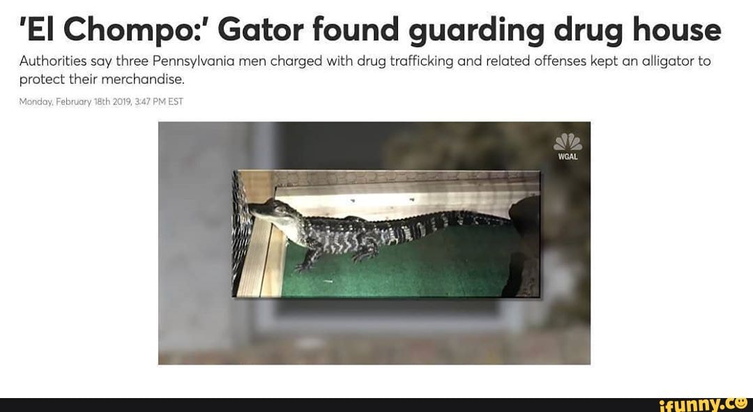 "El Chompo:' Gator found guarding drug house Authorities say three ...