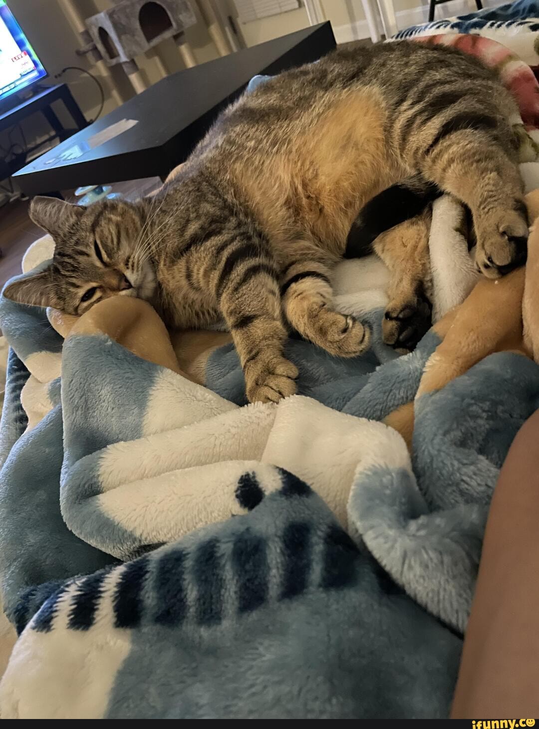 Tobacky memes. Best Collection of funny Tobacky pictures on iFunny