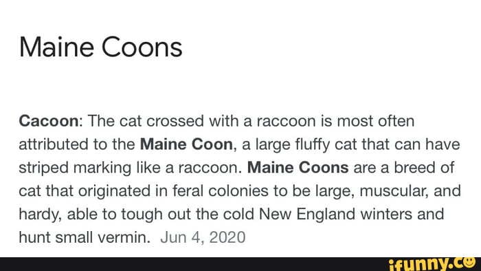 Maine Coons Cacoon: The cat crossed with a raccoon is most often ...