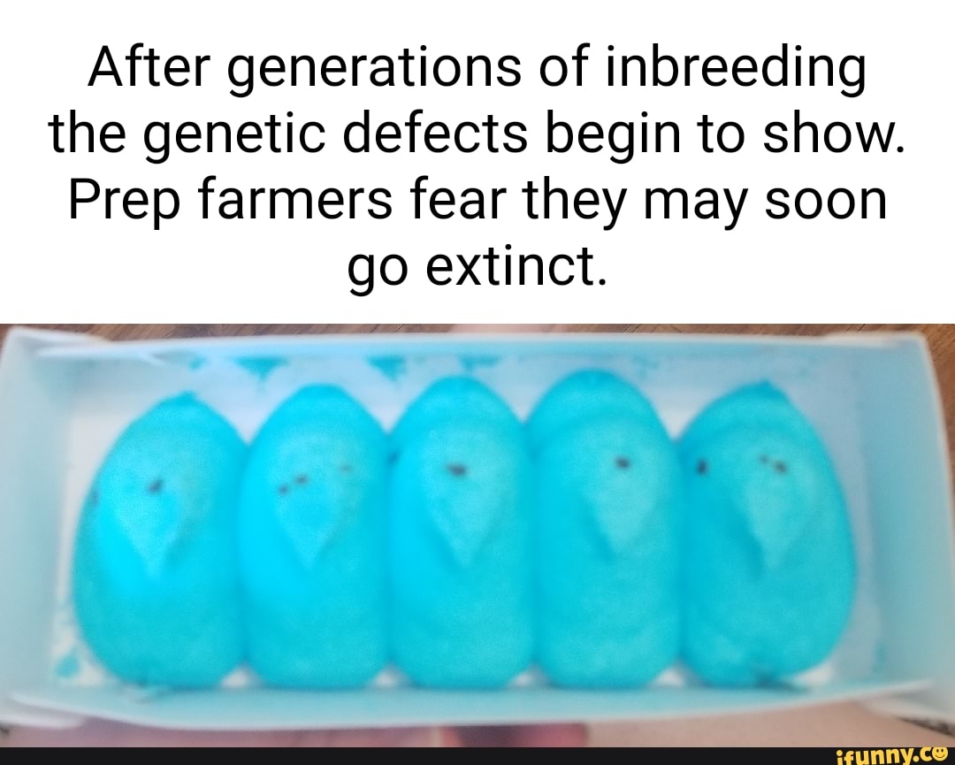 After generations of inbreeding the genetic defects begin to show. Prep ...