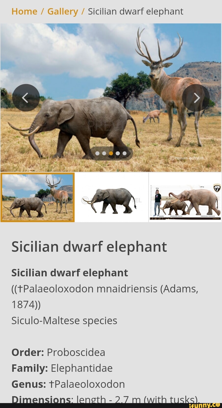 Home Gallery Sicilian dwarf elephant Sicilian dwarf elephant Sicilian ...
