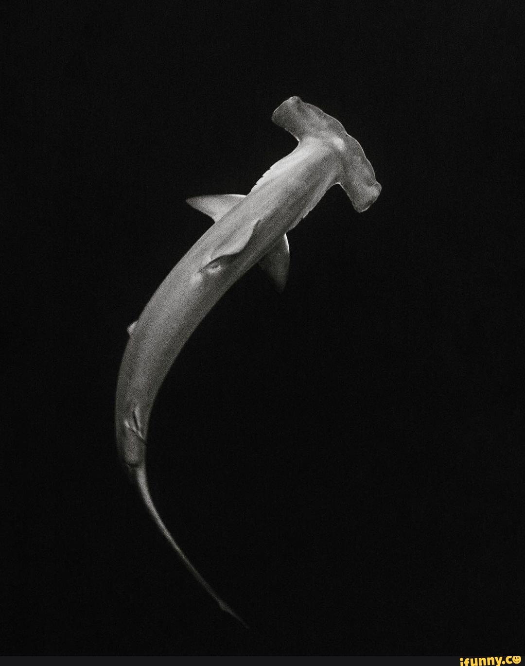 Hammerhead memes. Best Collection of funny Hammerhead pictures on iFunny