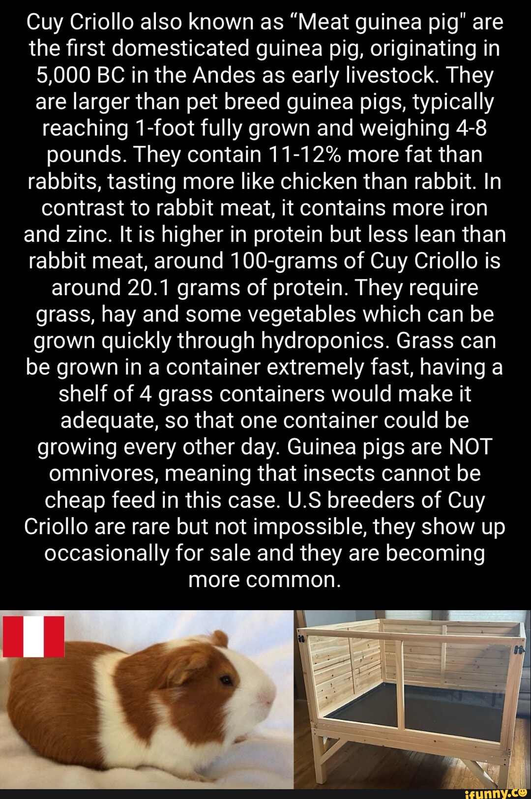 Cuy Criollo also known as "Meat guinea pig" are the first domesticated ...