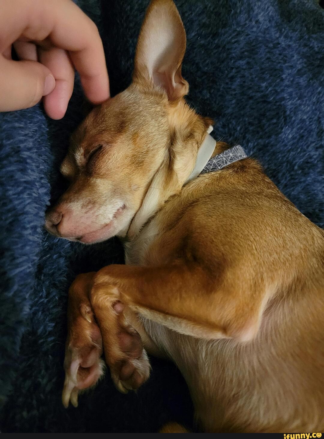 Heckin_cute memes. Best Collection of funny Heckin_cute pictures on iFunny