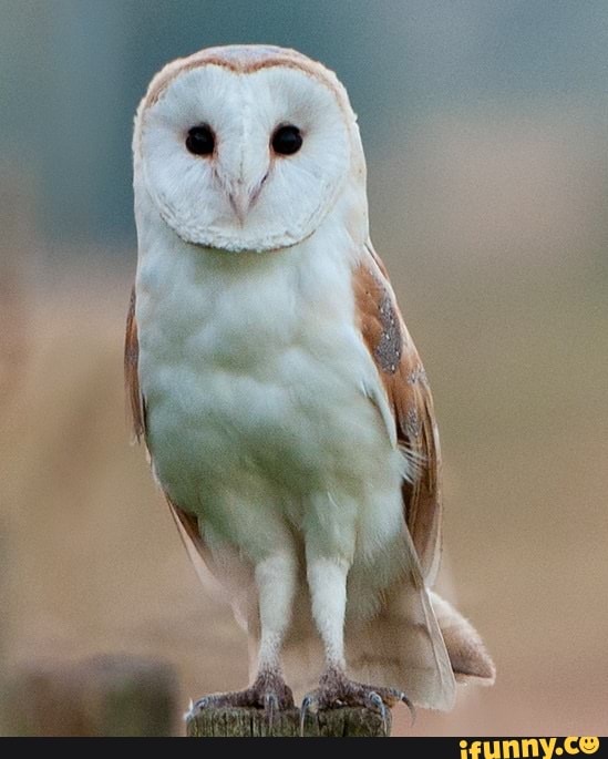 Fluffy Barn Owl