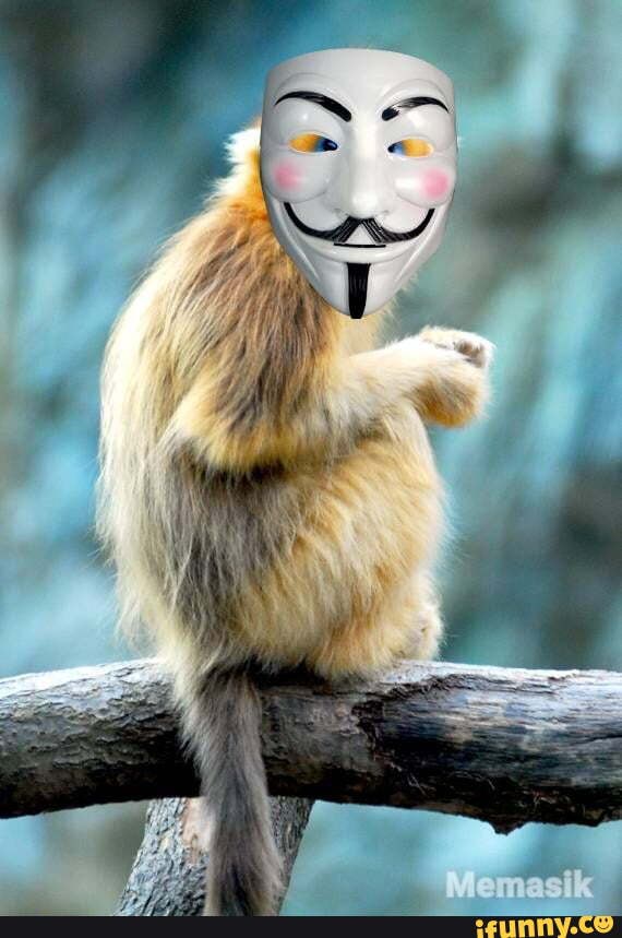 Golden_snub_nosed_monkey memes. Best Collection of funny Golden_snub ...