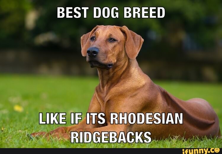 Rhodesianridgeback memes. Best Collection of funny Rhodesianridgeback ...