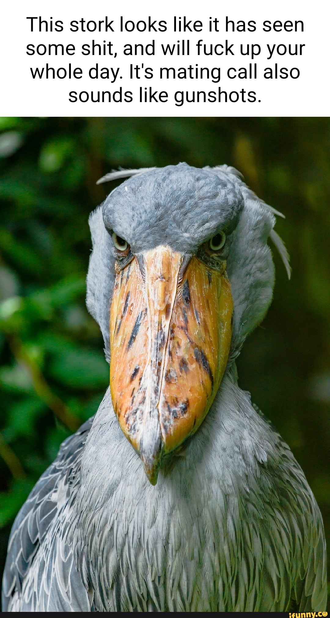 This stork looks like it has seen some shit, and will fuck up your ...