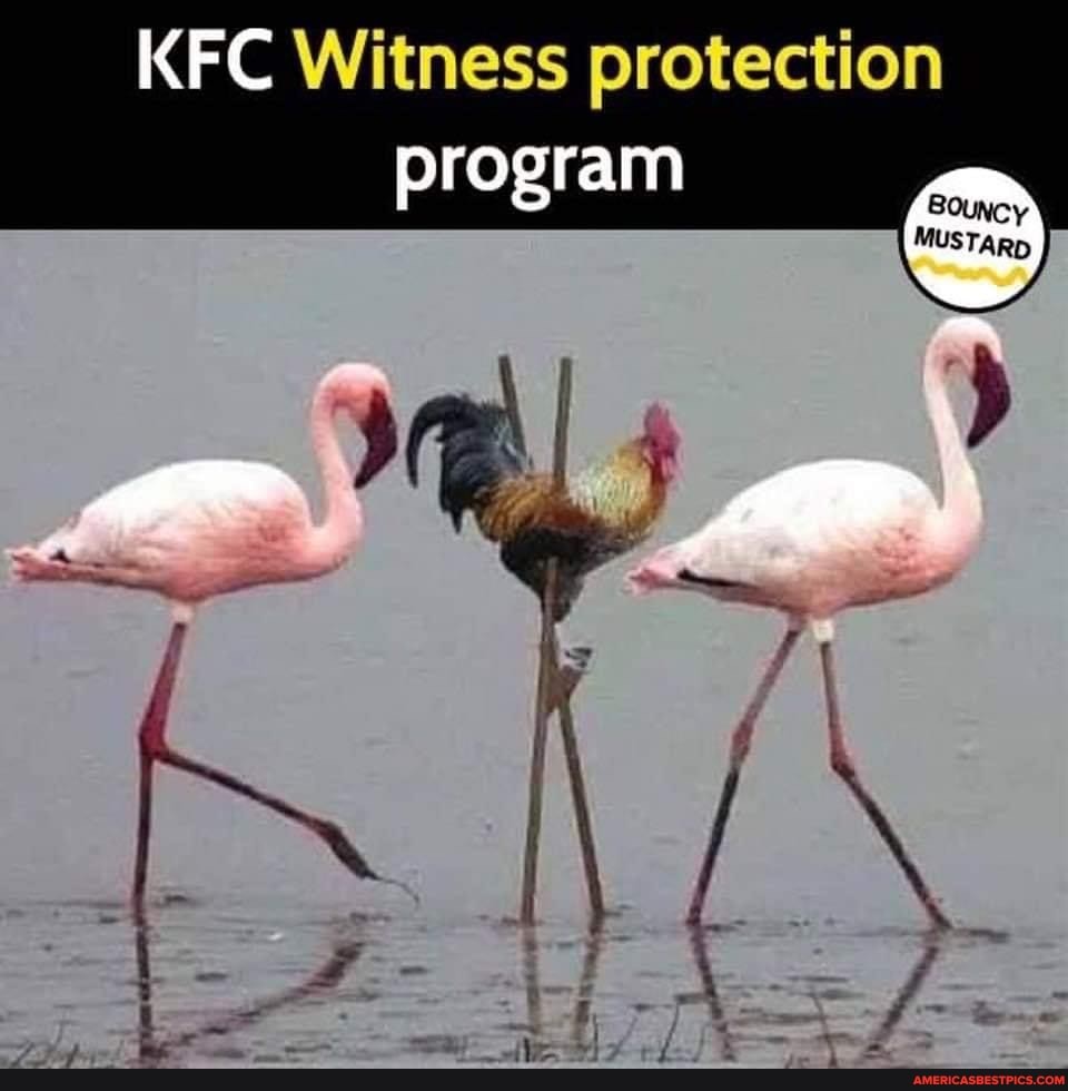 KFC Witness protection program Bouncy MUSTaRD - America’s best pics and ...