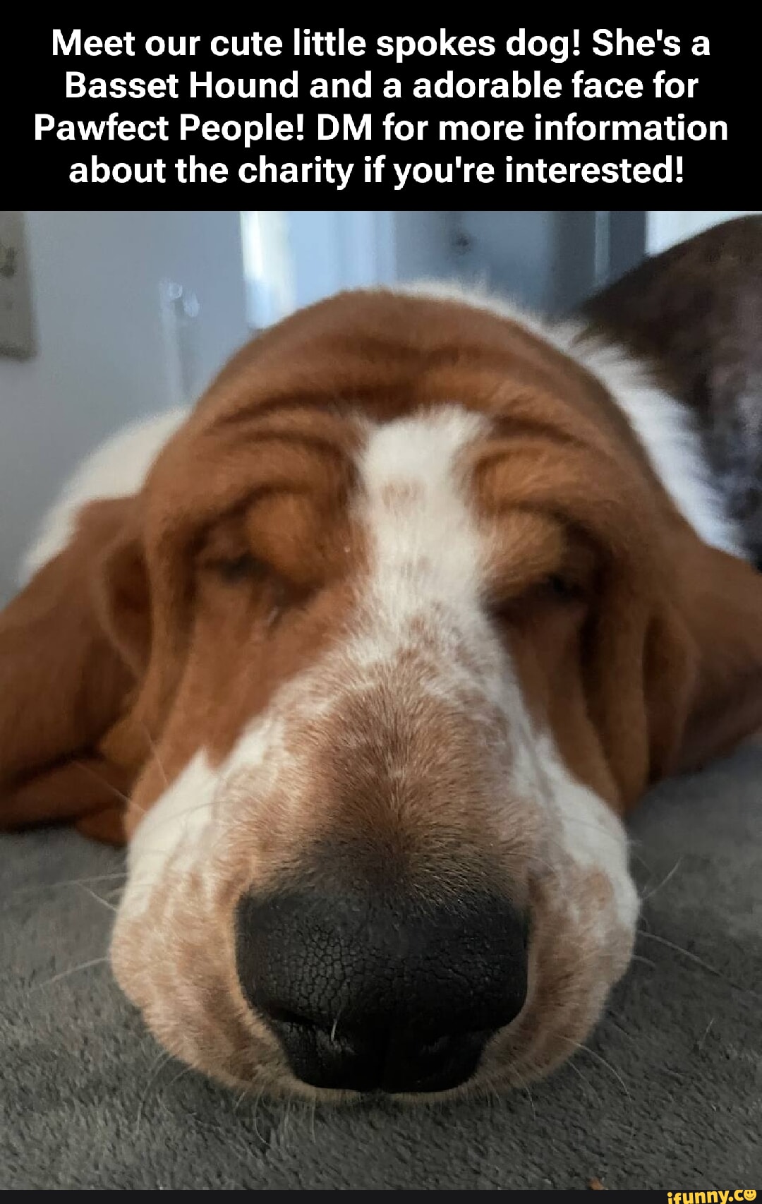 Wrinkledoggo memes. Best Collection of funny Wrinkledoggo pictures on ...