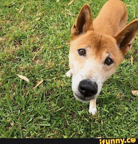 Dingos memes. Best Collection of funny Dingos pictures on iFunny