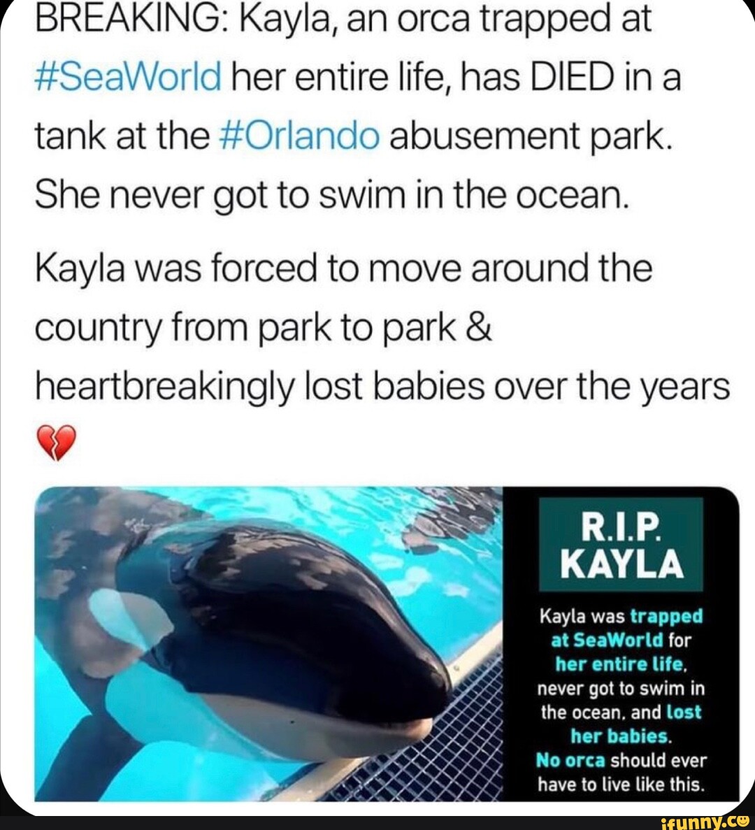 BREAKING: Kayla, an orca trapped at #SeaWorld her entire life, has DIED ...
