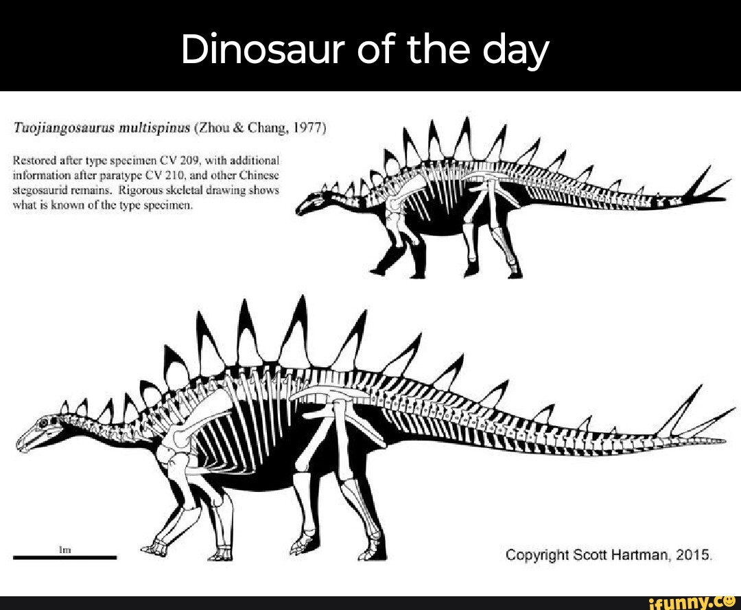 Dinosaur of the day Tuojiangosaurus multispinus (Zhou & Chang, 1977 ...