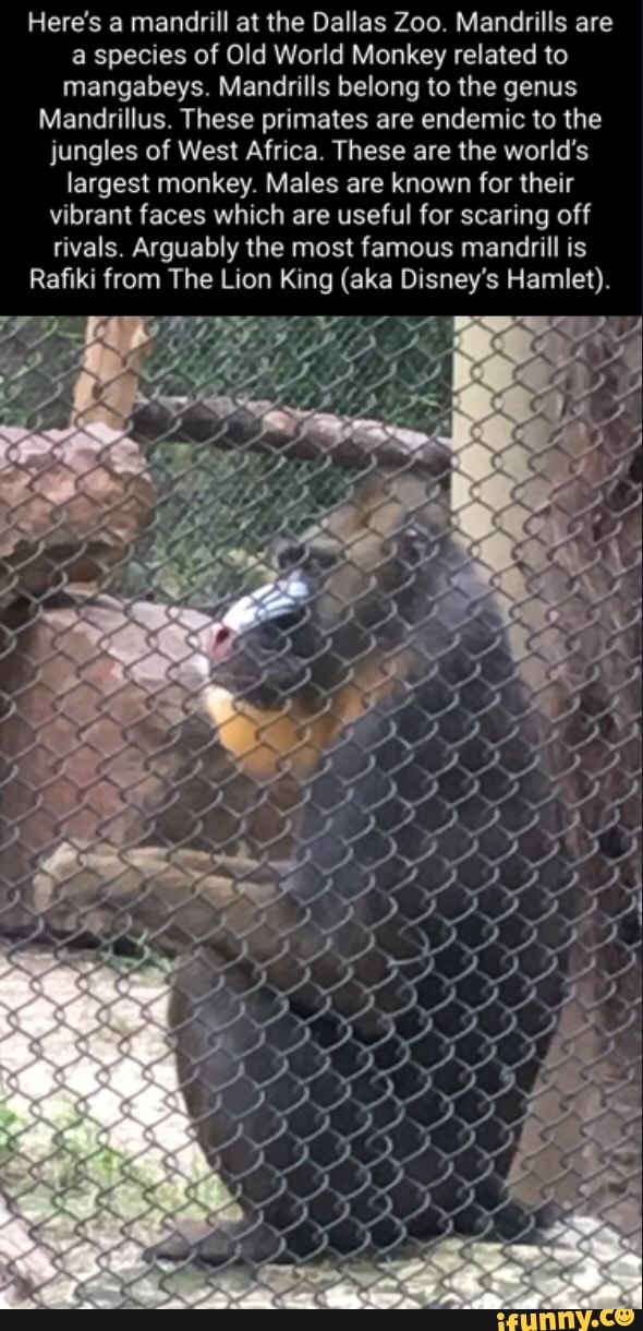 Mandrills memes. Best Collection of funny Mandrills pictures on iFunny