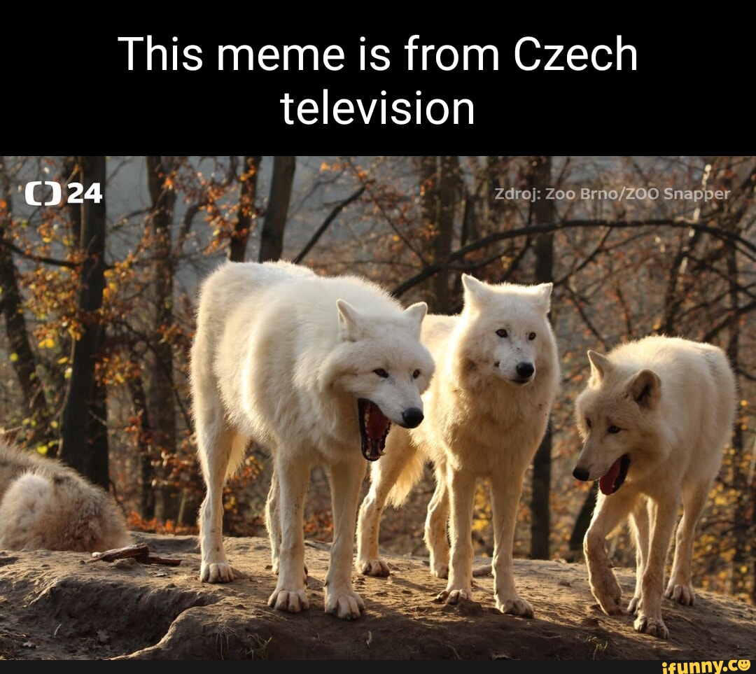 This meme is from Czech television Zoo Snapper - iFunny