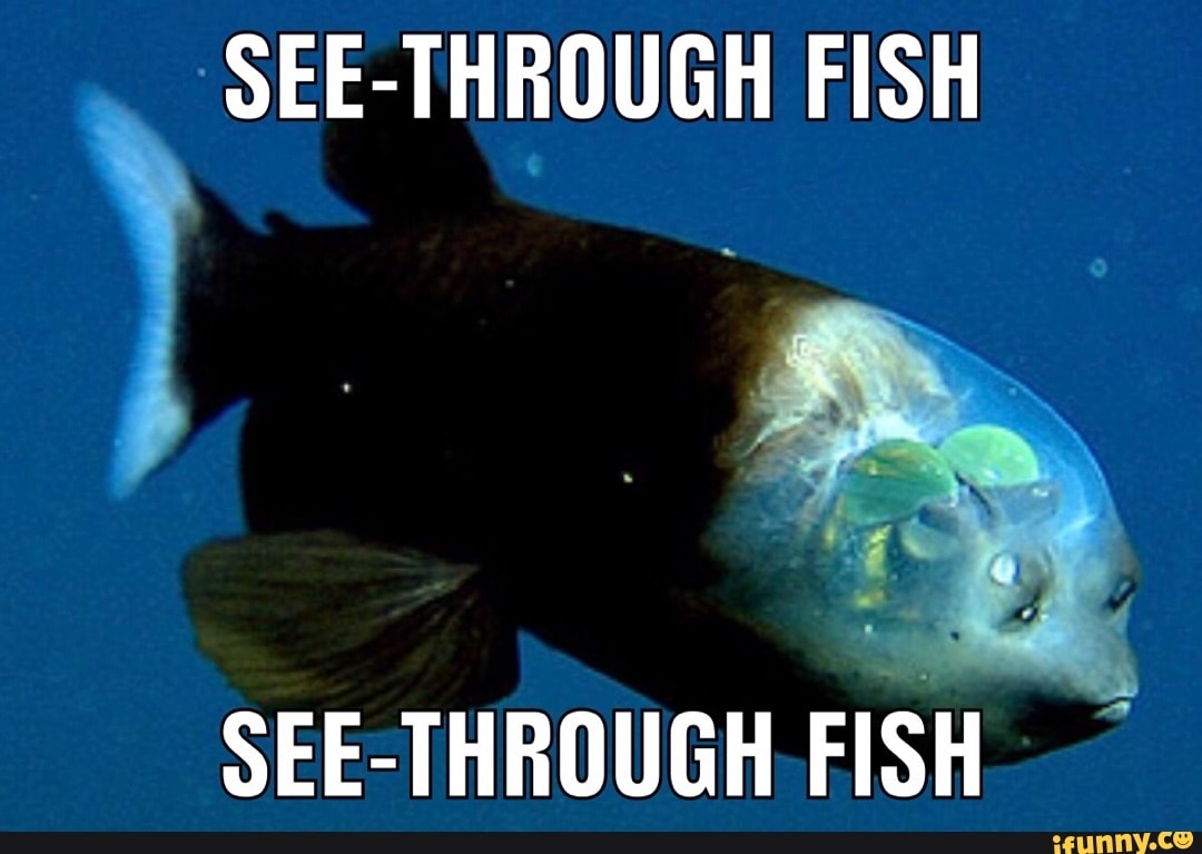 SEE FISH SEE-THROUGH FISH - iFunny