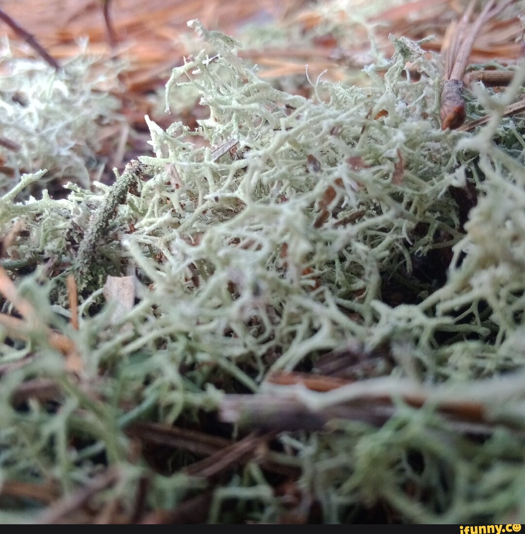 Lichens memes. Best Collection of funny Lichens pictures on iFunny
