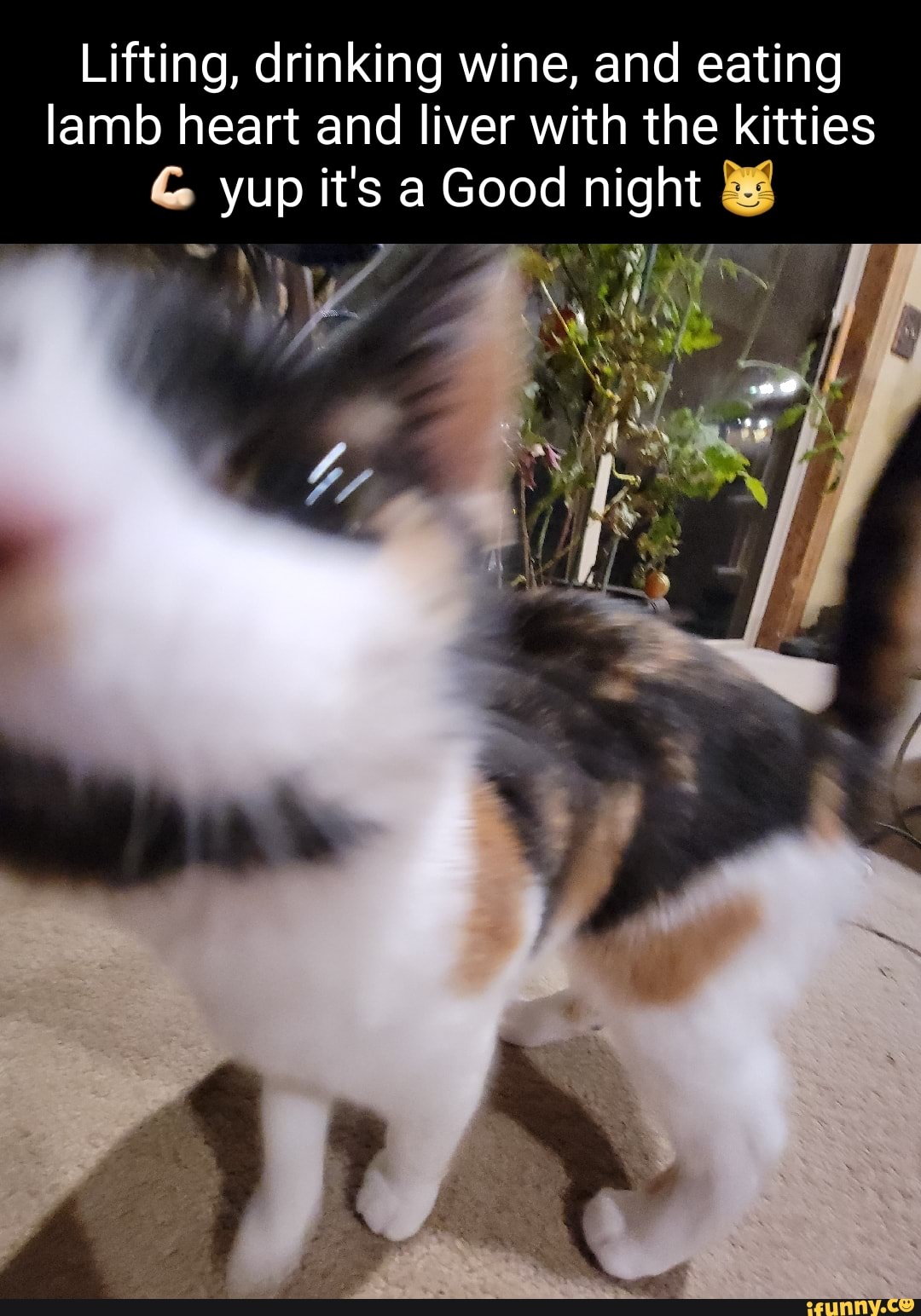 Lifting, drinking wine, and eating lamb heart and liver with the ...