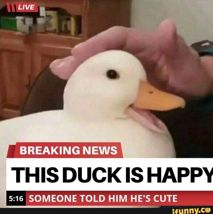 Anyone else: I'm gonna dodge Isabelle’s fishing rod this time! Isabelle ...