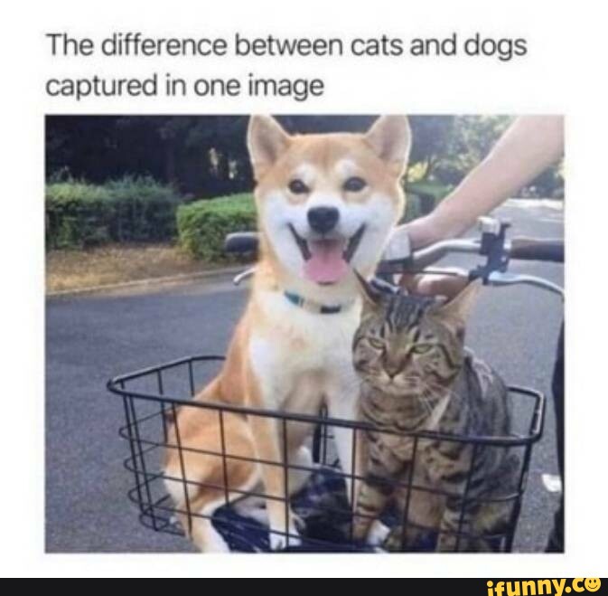 The difference between cats and dogs captured in one image - iFunny