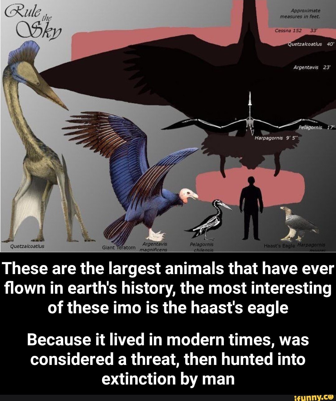 Haasts Eagle Size Comparison