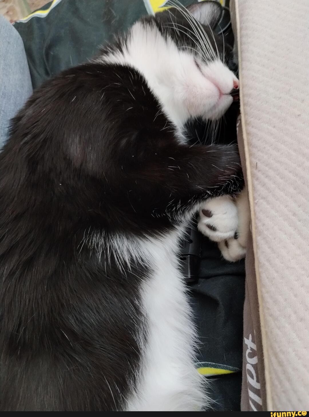 Zonk memes. Best Collection of funny Zonk pictures on iFunny