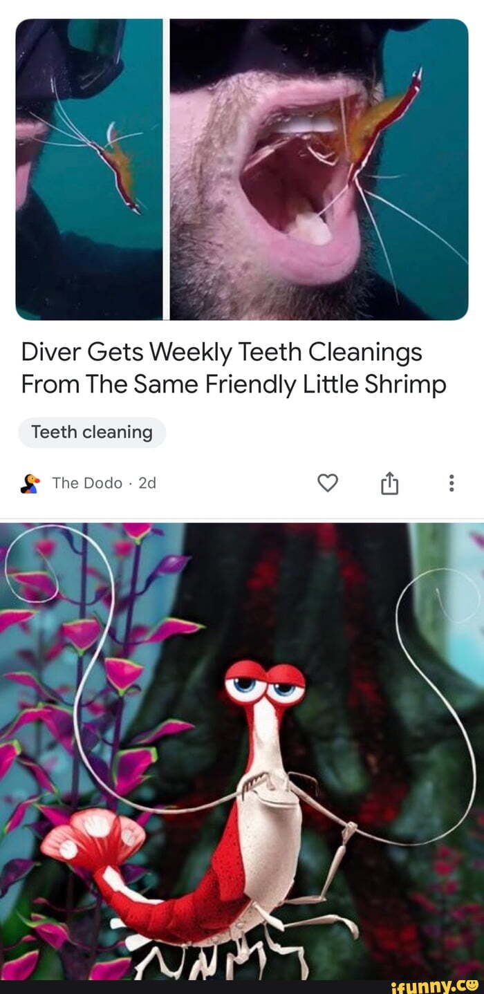 Diver Gets Weekly Teeth Cleanings From The Same Friendly Little Shrimp ...