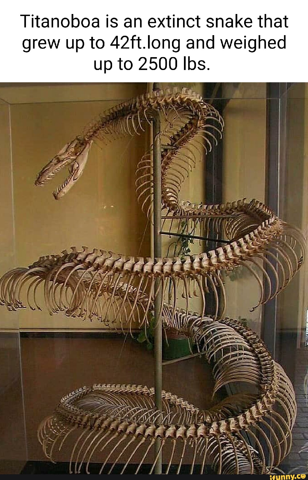 Titanoboa is an extinct snake that grew up to 42ft.long and weighed up ...