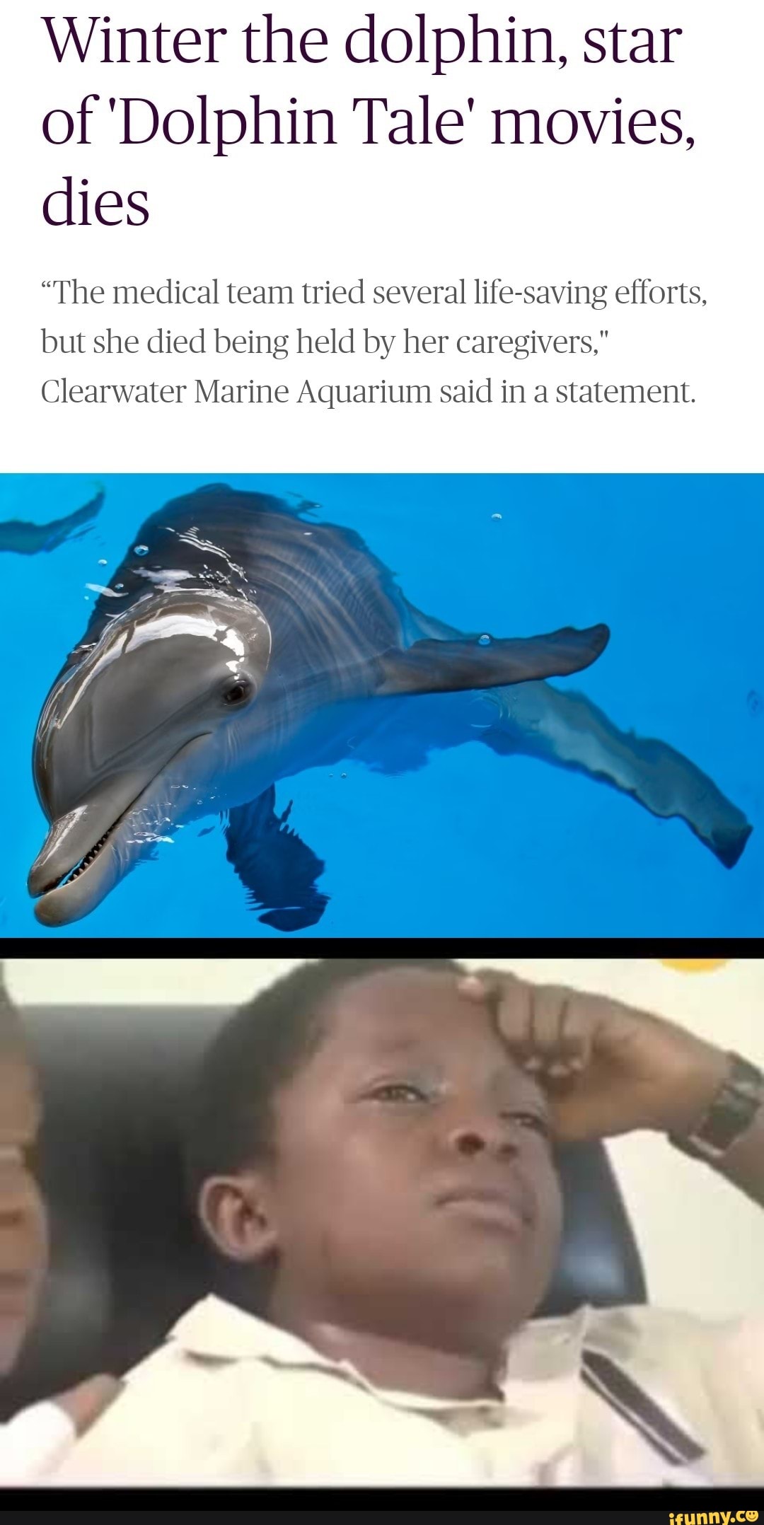 Winter the dolphin, star of 'Dolphin Tale' movies, dies "The medical ...