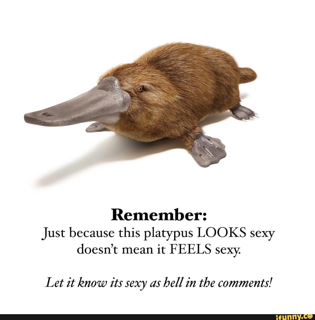 Remember: Just because this platypus LOOKS sexy doesn’t mean it FEELS sexy: Let it know its sexy ...