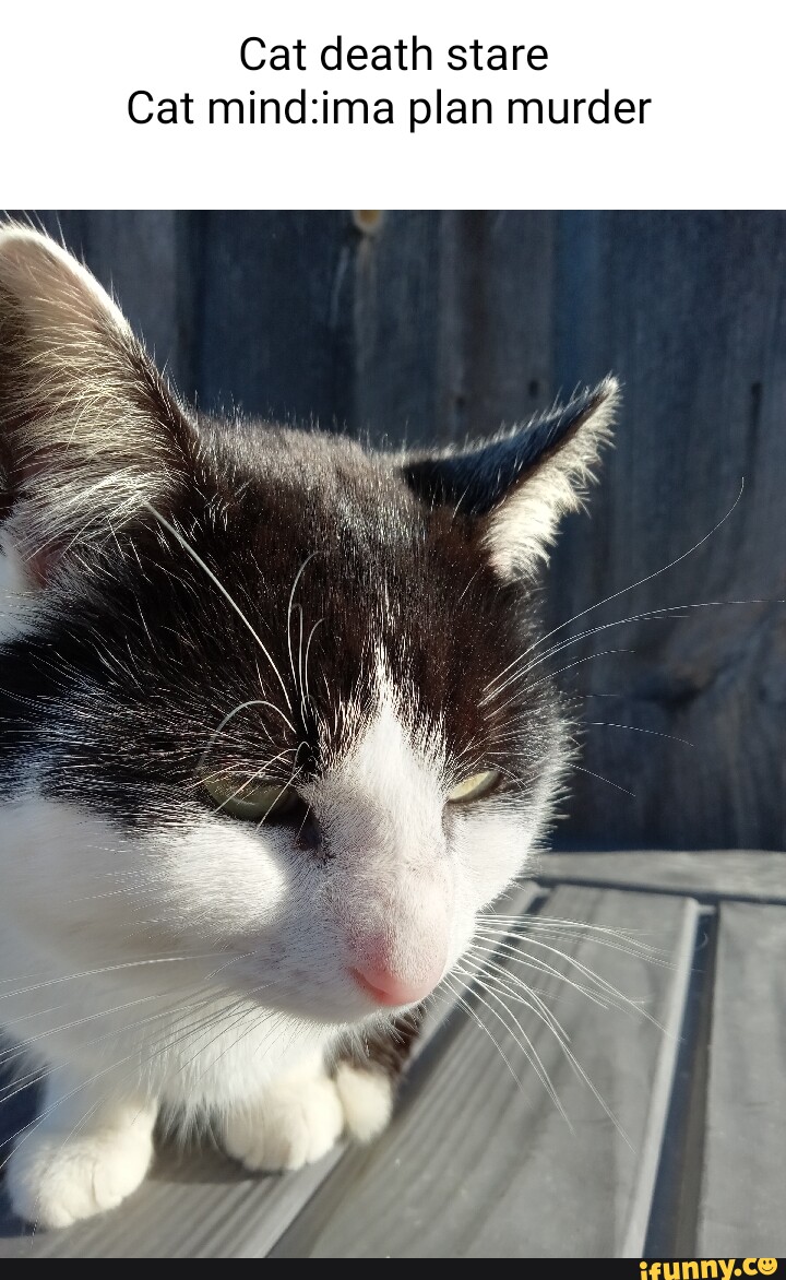 Cat death stare Cat plan murder - iFunny