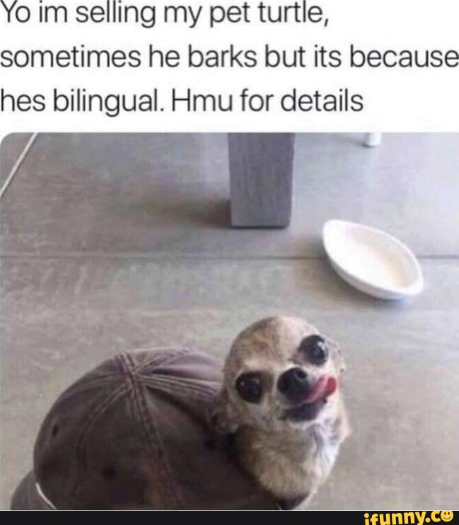 Bilingual memes. Best Collection of funny Bilingual pictures on iFunny