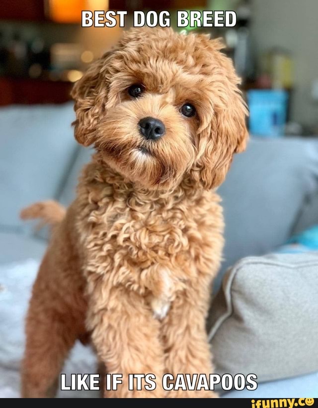 Cavapoos memes. Best Collection of funny Cavapoos pictures on iFunny