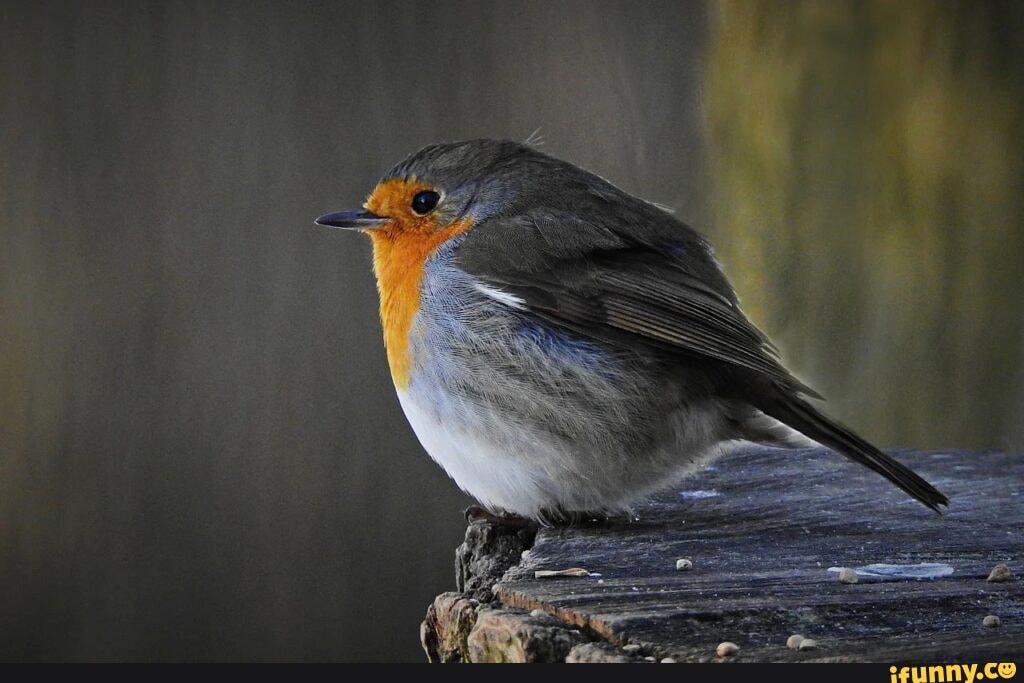 Small_rotund_and_fabulous memes. Best Collection of funny Small_rotund ...