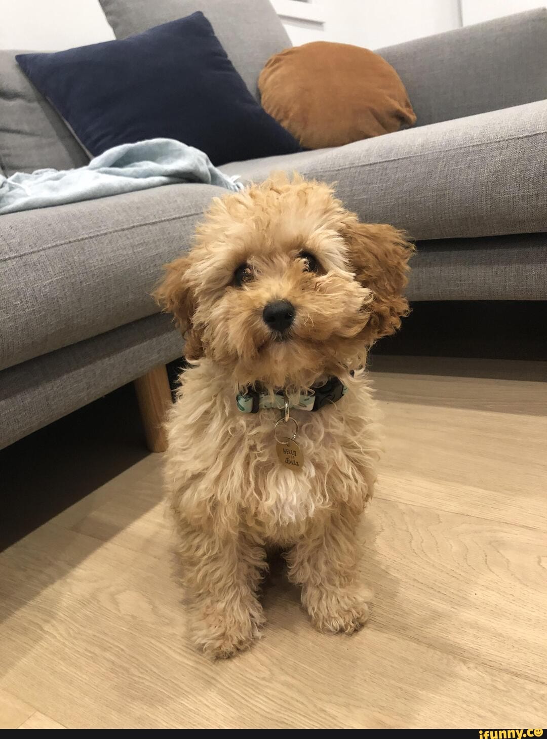 Cavoodle memes. Best Collection of funny Cavoodle pictures on iFunny