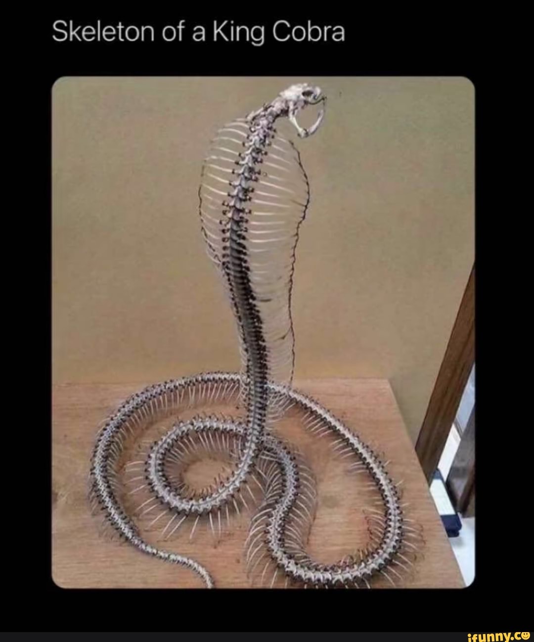 Skeleton of a King Cobra - iFunny