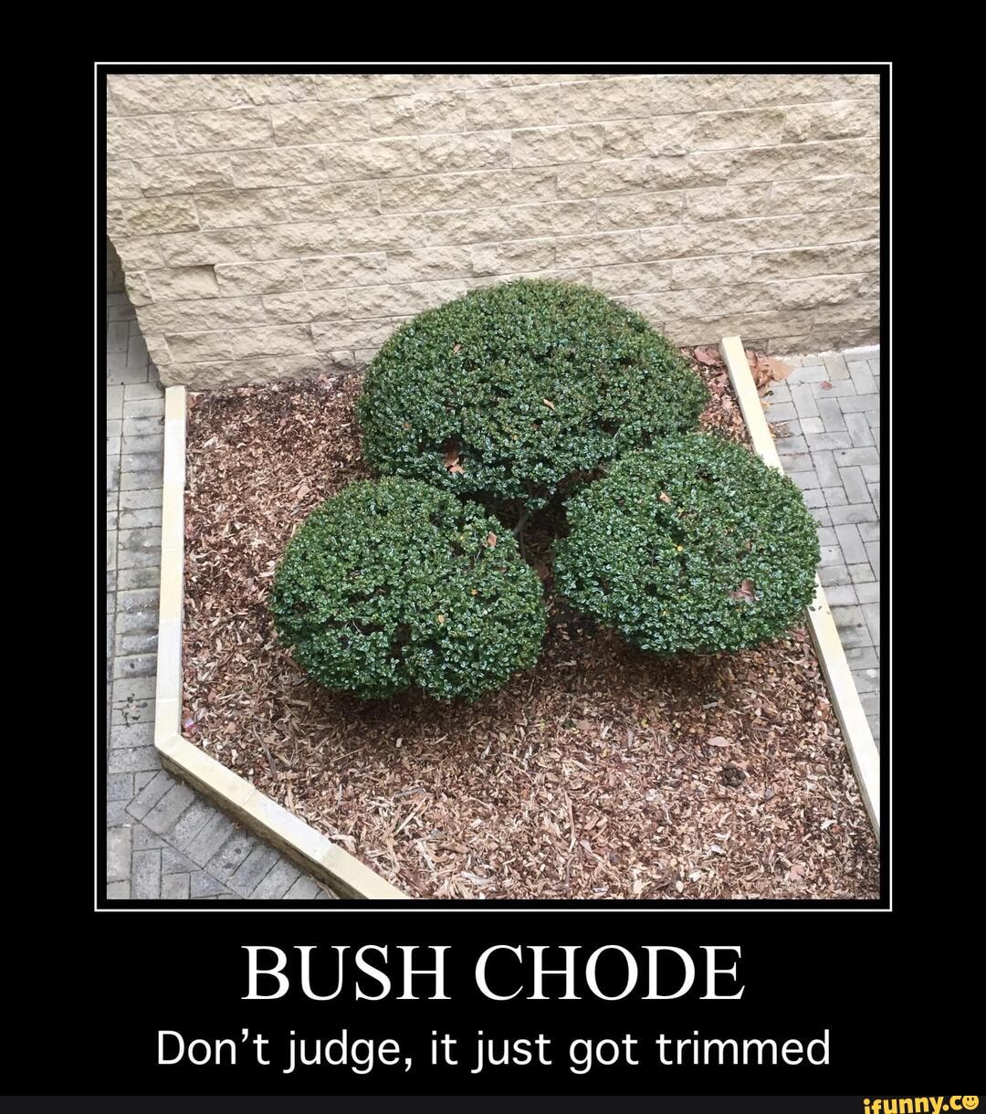 BUSH CHODE Don't judge, it just got trimmed - iFunny
