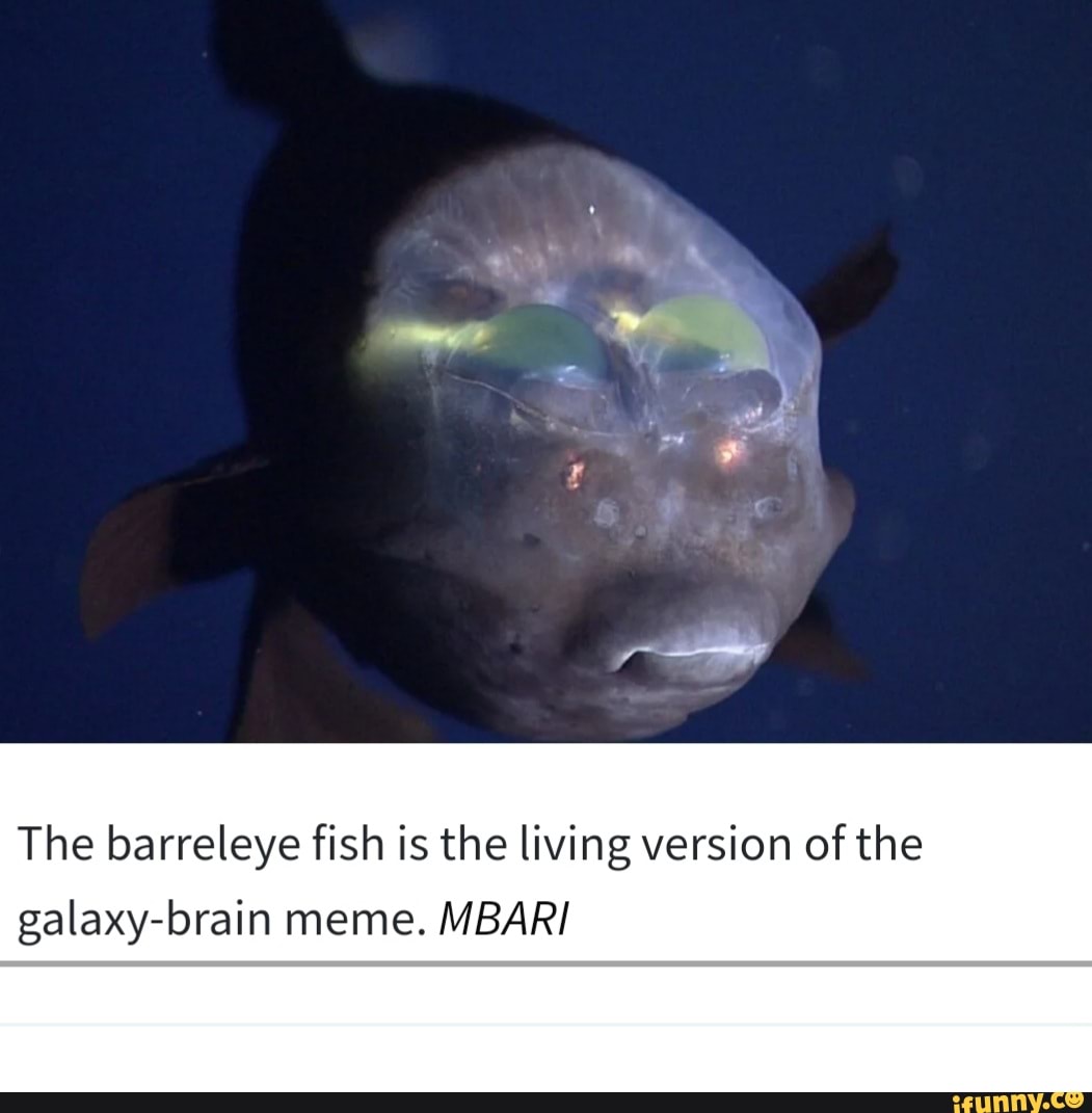 The barreleye fish is the living version of the galaxy-brain meme ...