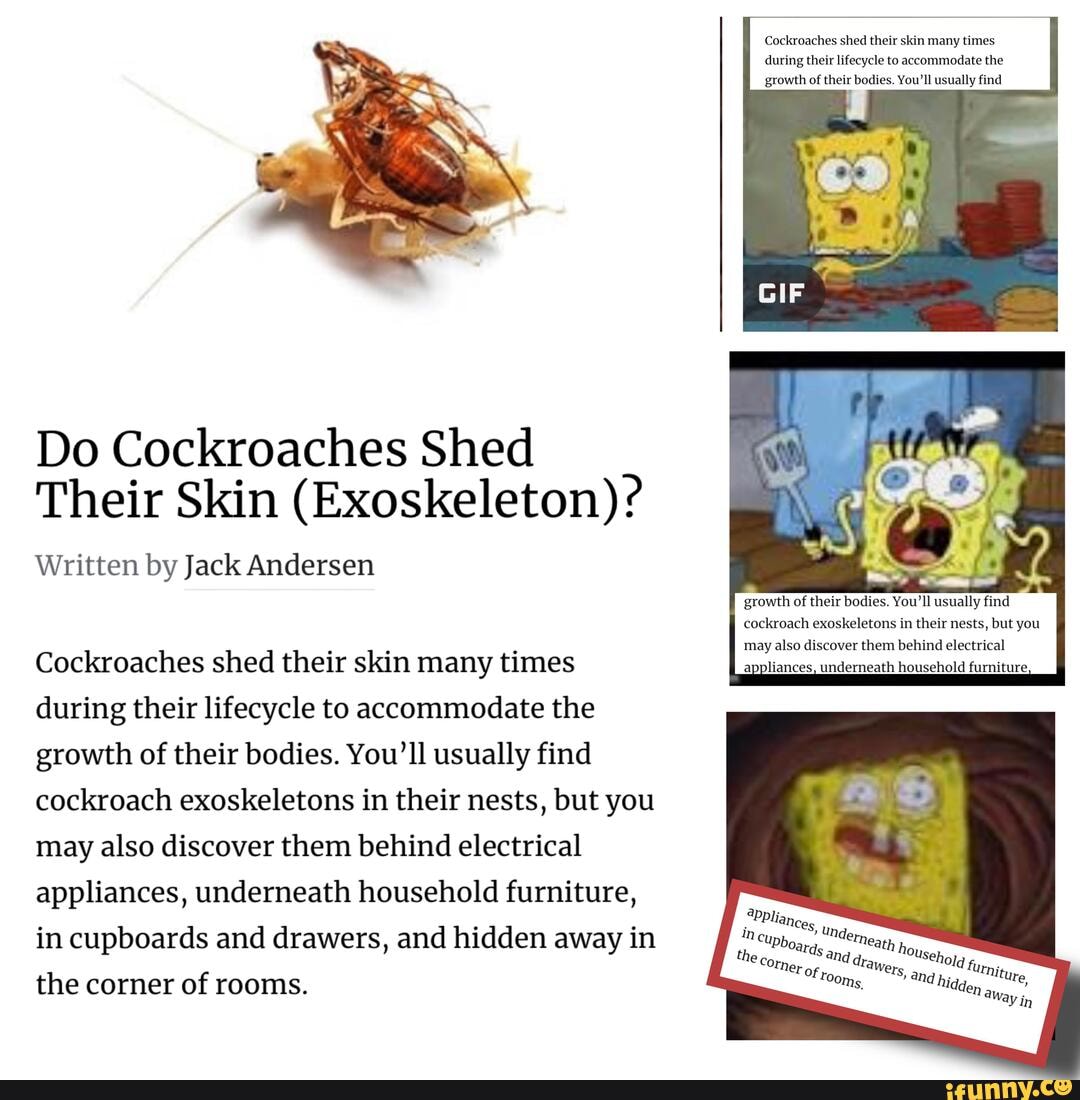 Cockroaches shed their skin many times during their lifecycle to ...