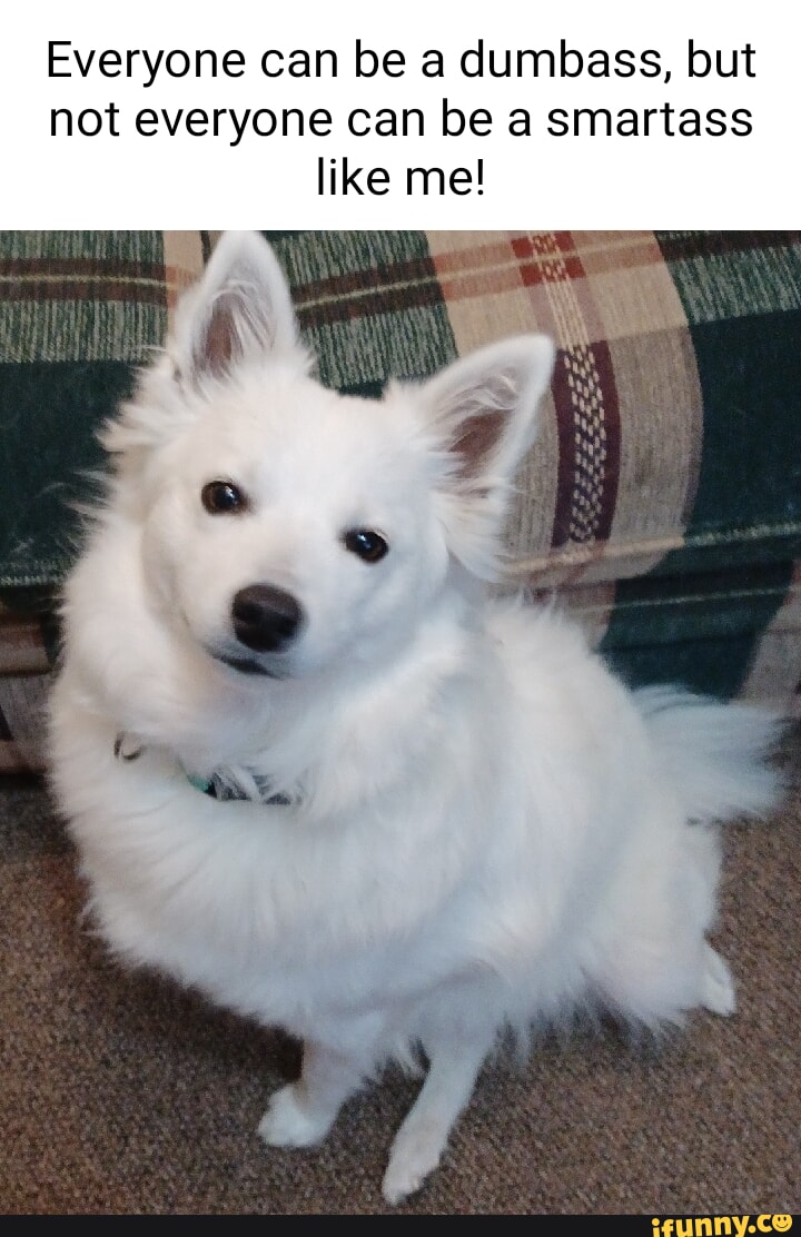 Smartass memes. Best Collection of funny Smartass pictures on iFunny