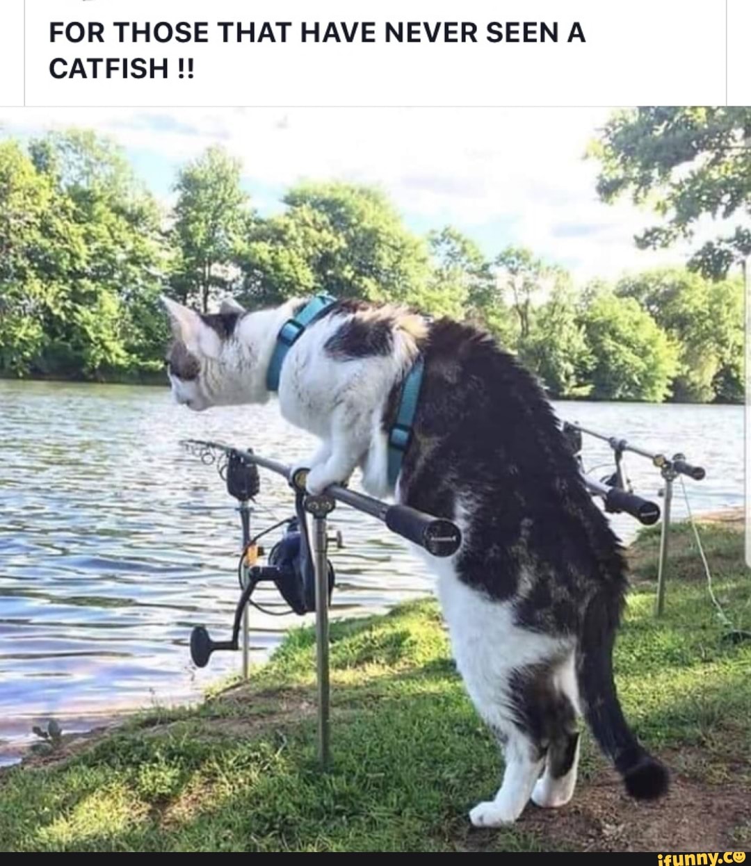 FOR THOSE THAT HAVE NEVER SEEN A CATFISH !! - iFunny