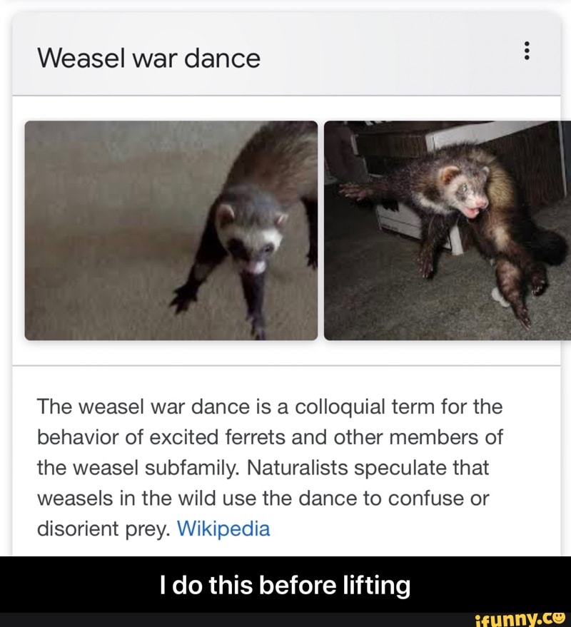 The weasel war dance is a colloquial term for the behavior of excited ferrets and other members ...