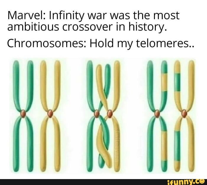 Telomeres memes. Best Collection of funny Telomeres pictures on iFunny